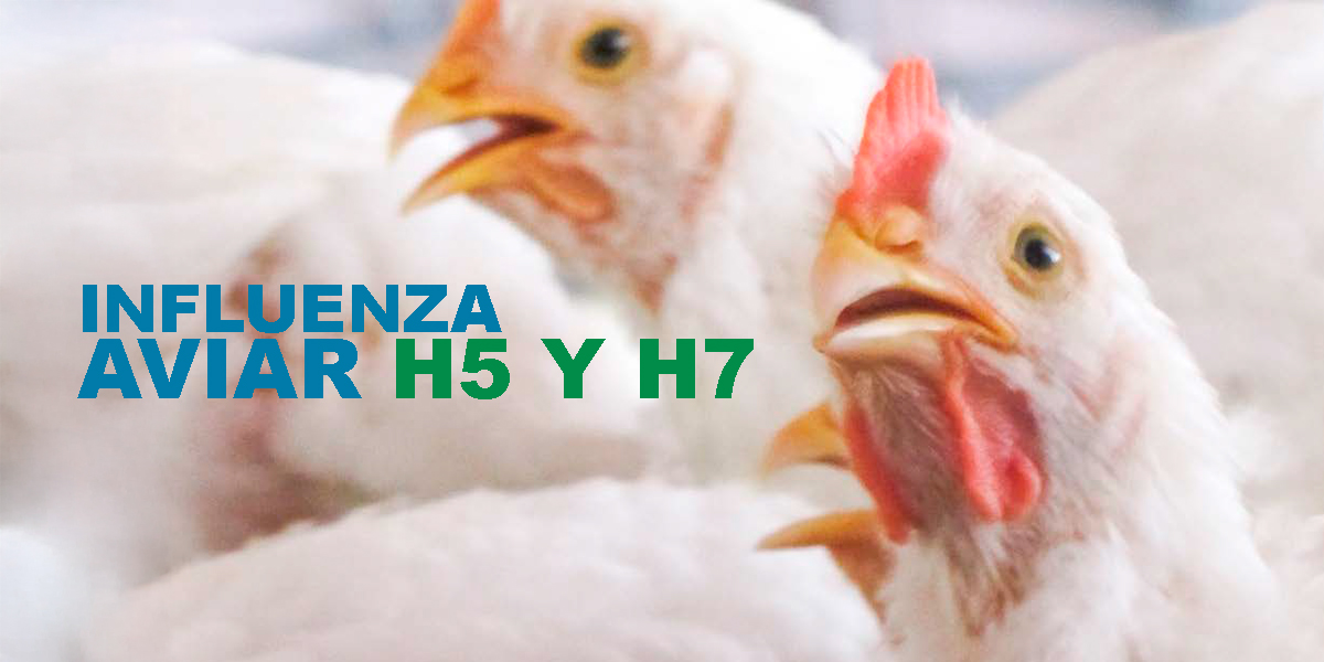 Influenza Aviar H5 Y H7 - BM Editores