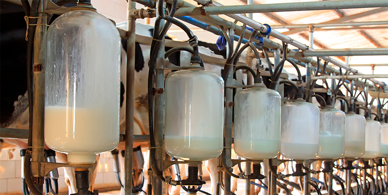 Producción de leche en la Comarca Lagunera y en los Altos de Jalisco ...