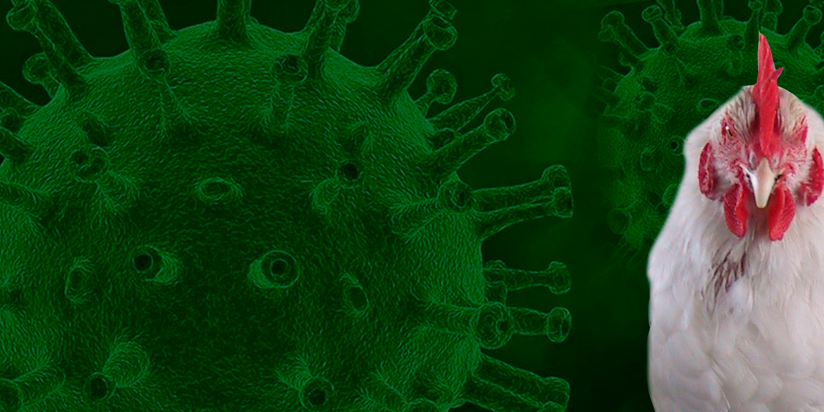 Genotipo V del virus de enfermedad de Newcastle, avances en protección ...