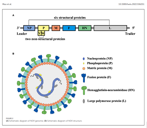 Genotipo V del virus de enfermedad de Newcastle, avances en protección ...