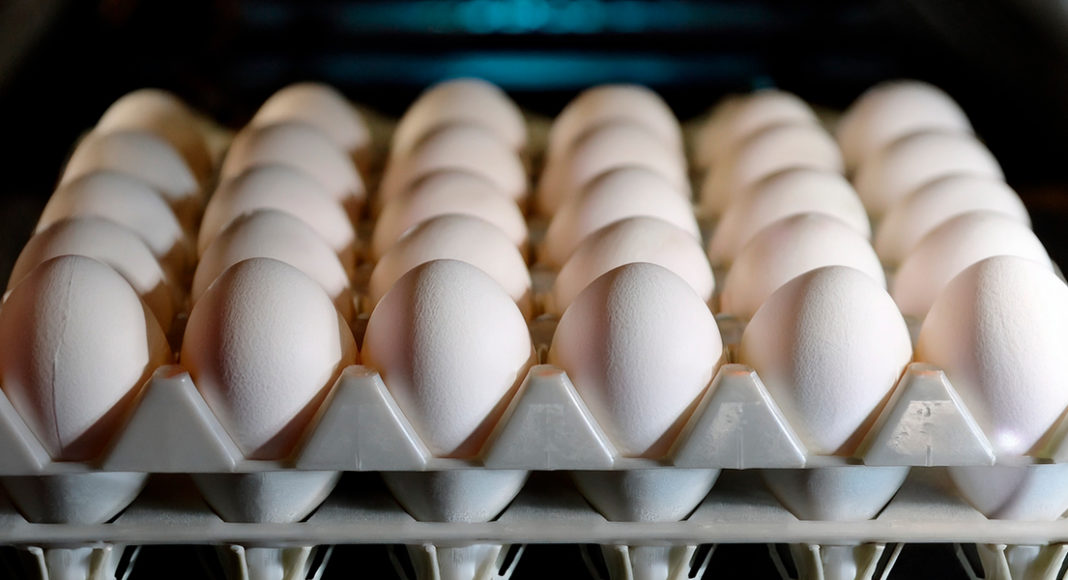 ¿Cuál es el plan para la coccidiosis aviar?: COCCIPLAN® - BM Editores