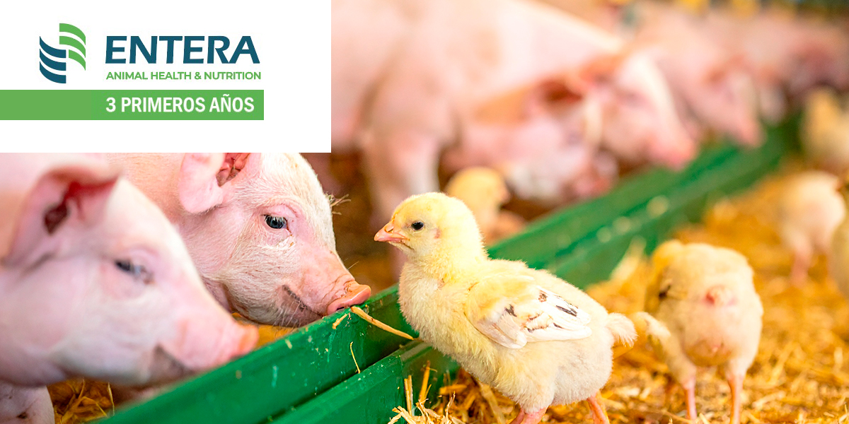 Distribuidores felicitan a Entera Salud Animal y Nutrición por su 3er ...