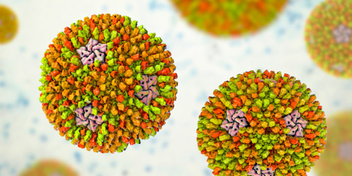 Reovirus aviar: una amenaza para la avicultura - BM Editores
