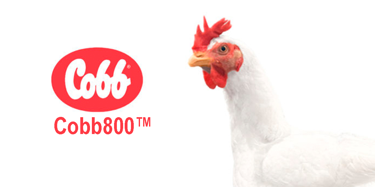 Cobb-Vantress presenta la Cobb800™. Una nueva era de alto rendimiento ...